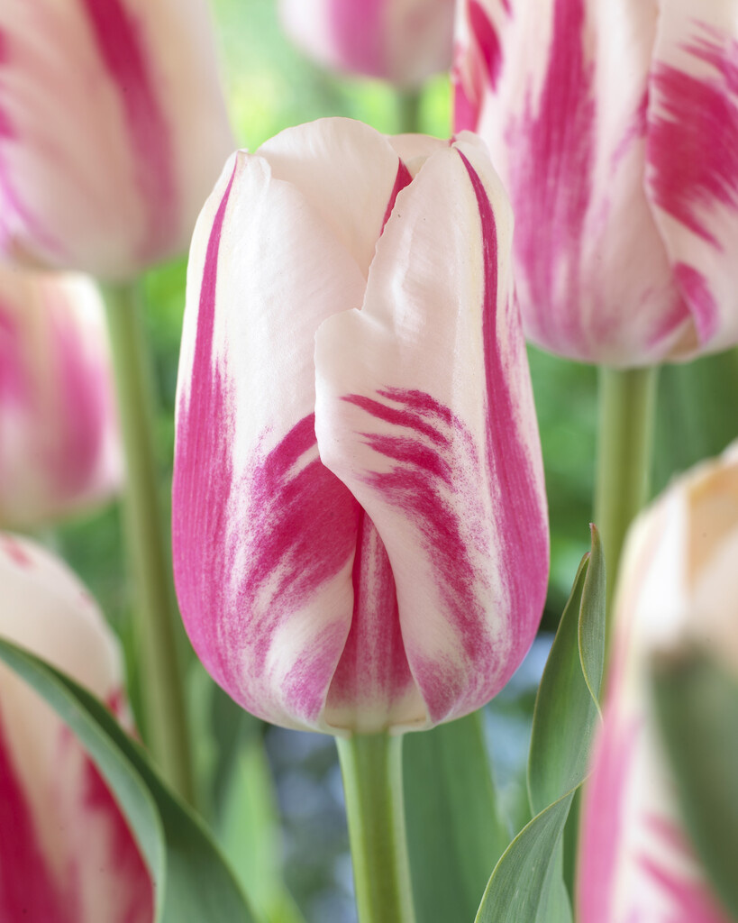 Tulip bulbs Sorbet - beautiful flamed tulip! - Tulip Store