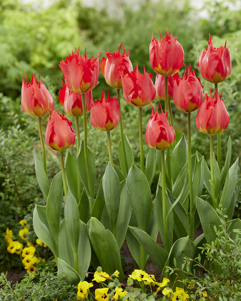 Tulip bulbs Robbedoes - uniquely shaped red tulip! - Tulip Store
