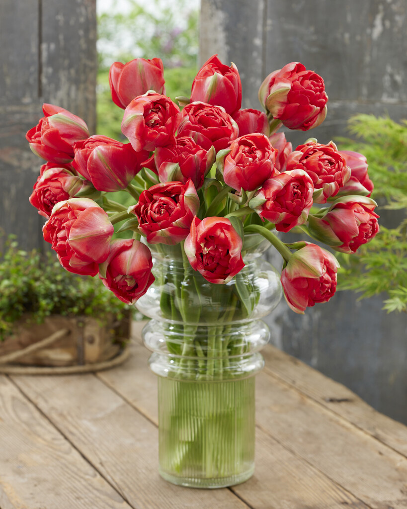 Tulip bulbs Bombastic Red - tall red peony tulip! - Tulip Store