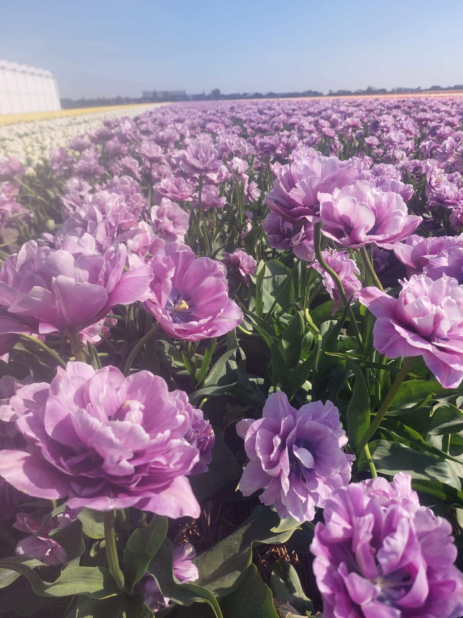 Tulip bulbs Dancing Passion - striking beauty in every garden! - Tulip ...