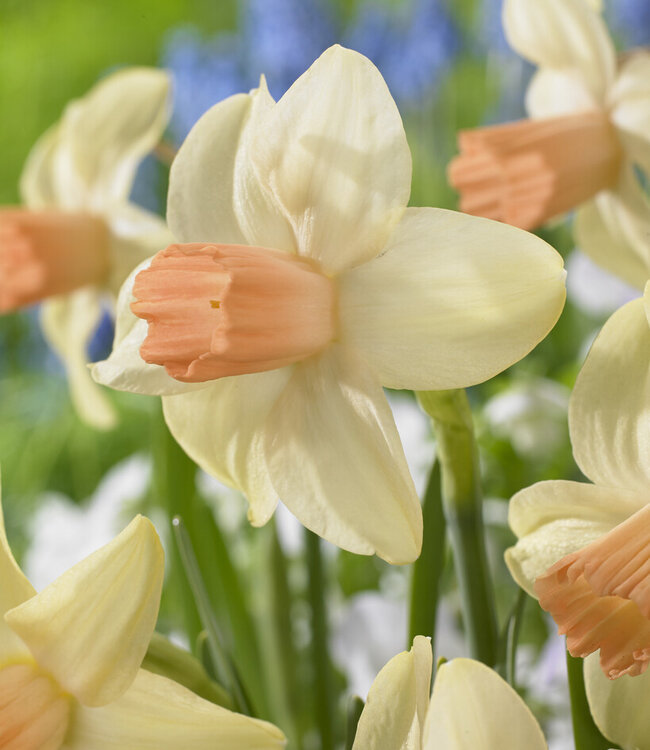 Daffodil bulbs Prototype - small daffodil with beautiful colors ...