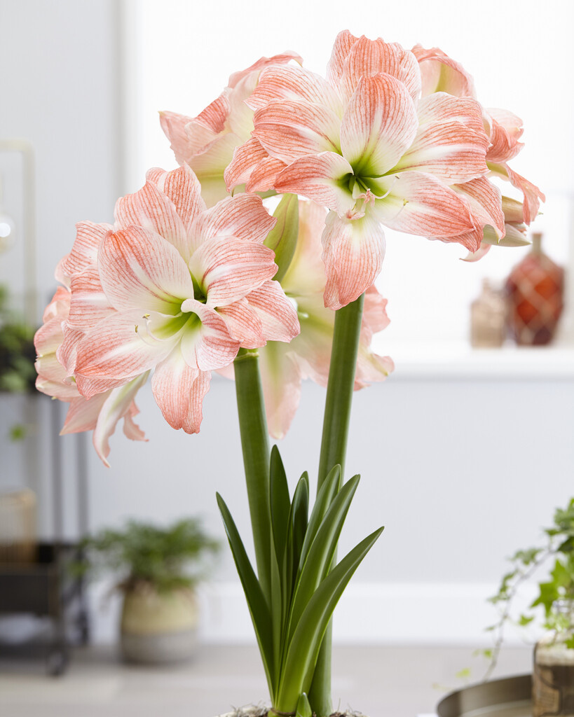 Amaryllis Giant Amadeus - large striped flowers! - Tulip Store