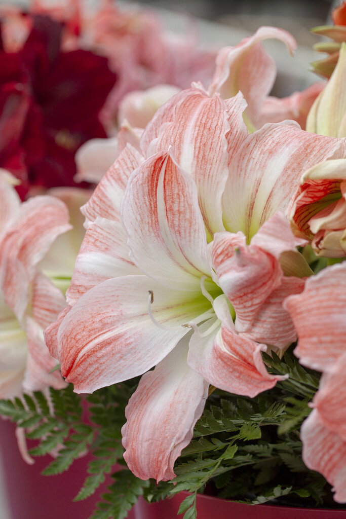 Amaryllis Giant Amadeus - large striped flowers! - Tulip Store