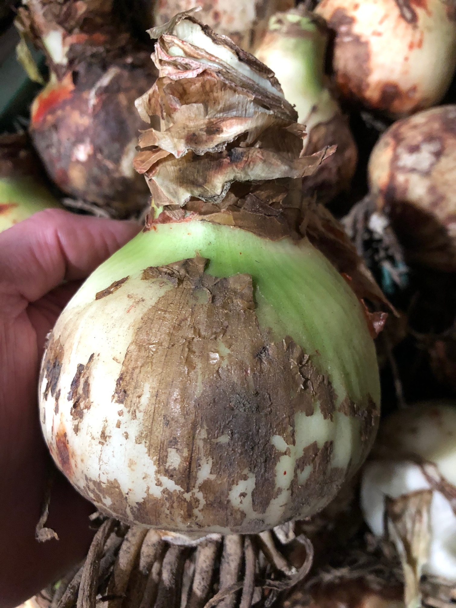Amaryllis Magic Green - special colours! - Tulip Store