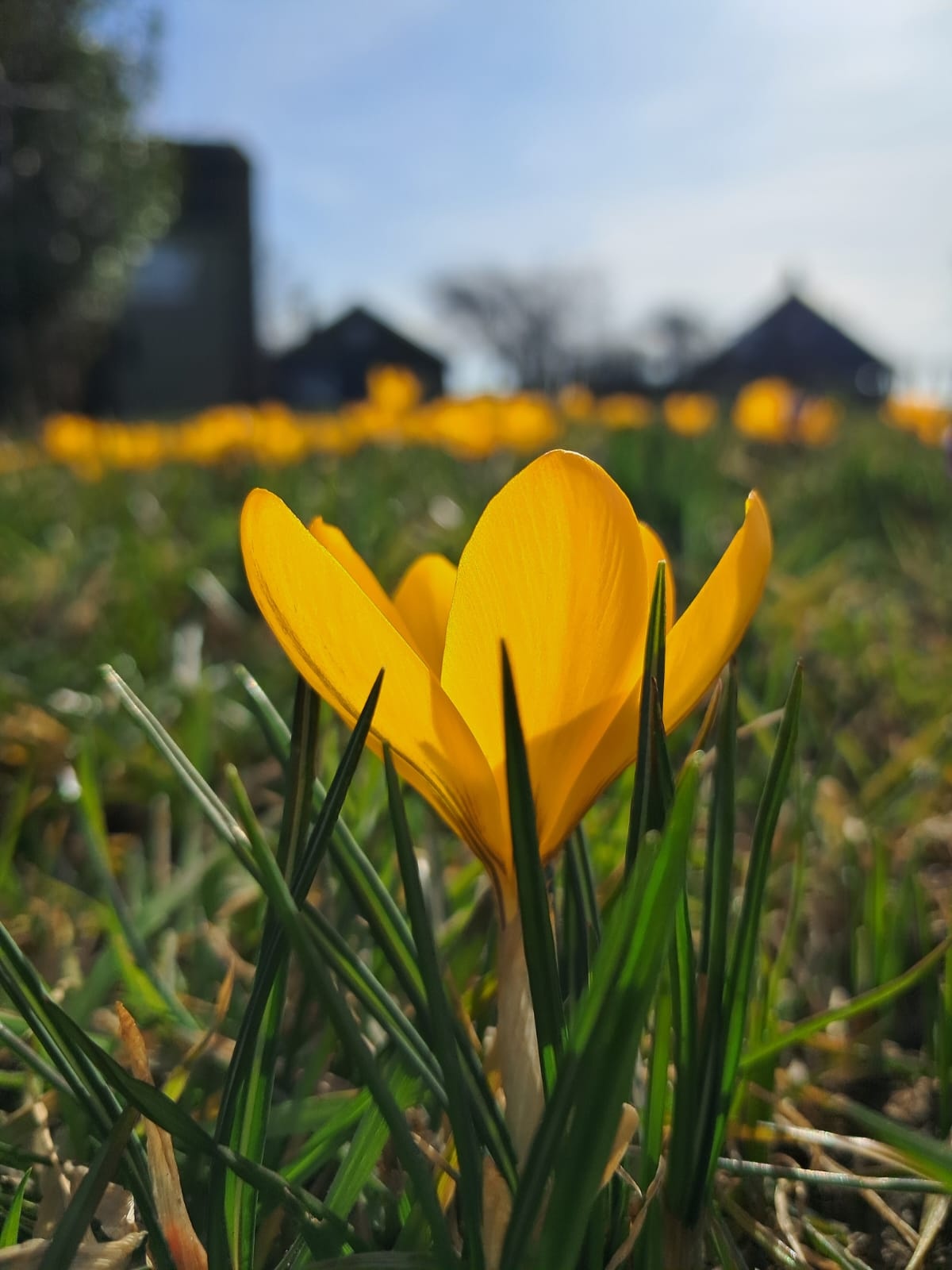 Crocus bulbs Large Yellow - giant crocus! - Tulip Store