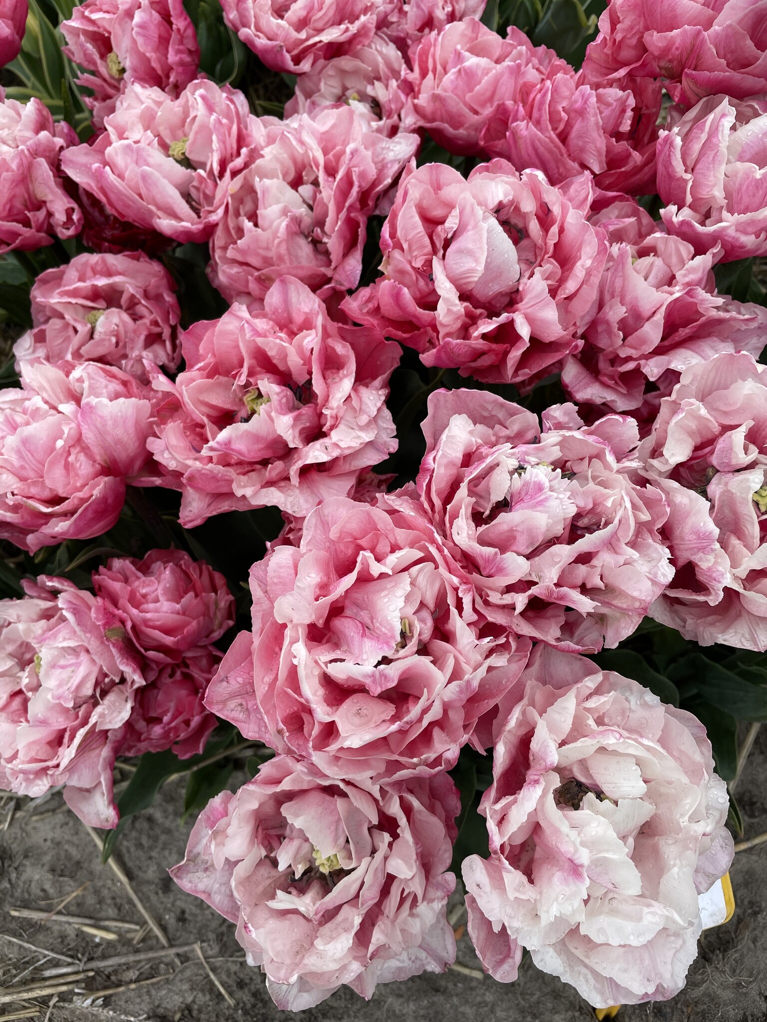 Tulip bulbs Quinty Trustfull Collection - exclusive tulips! - Tulip Store