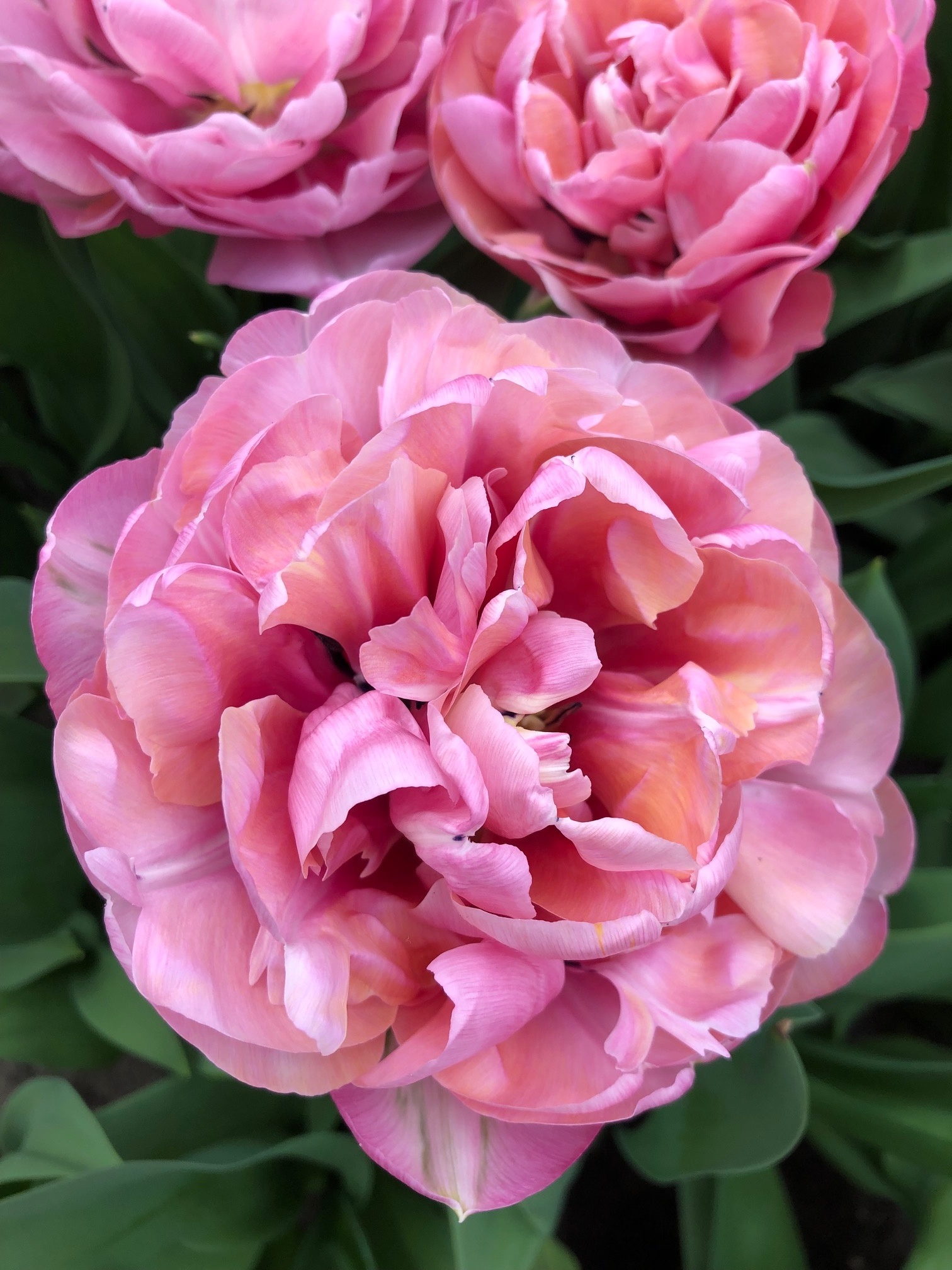 Tulip bulbs Peony Tulip Collection - wonderful WOW tulips! - Tulip Store