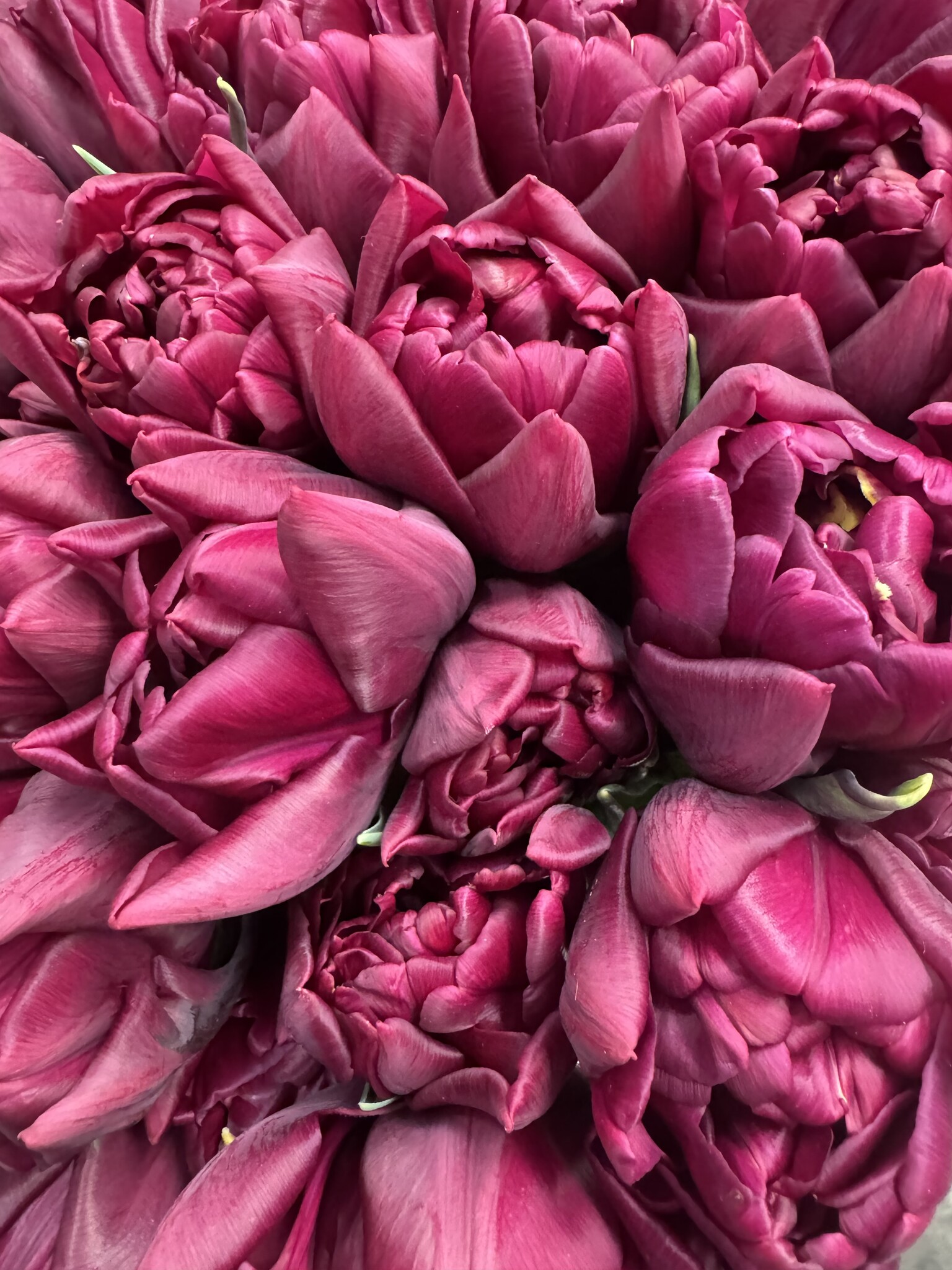 Tulip bulbs Alison Bradley - peony tulip with a special colour! - Tulip Store