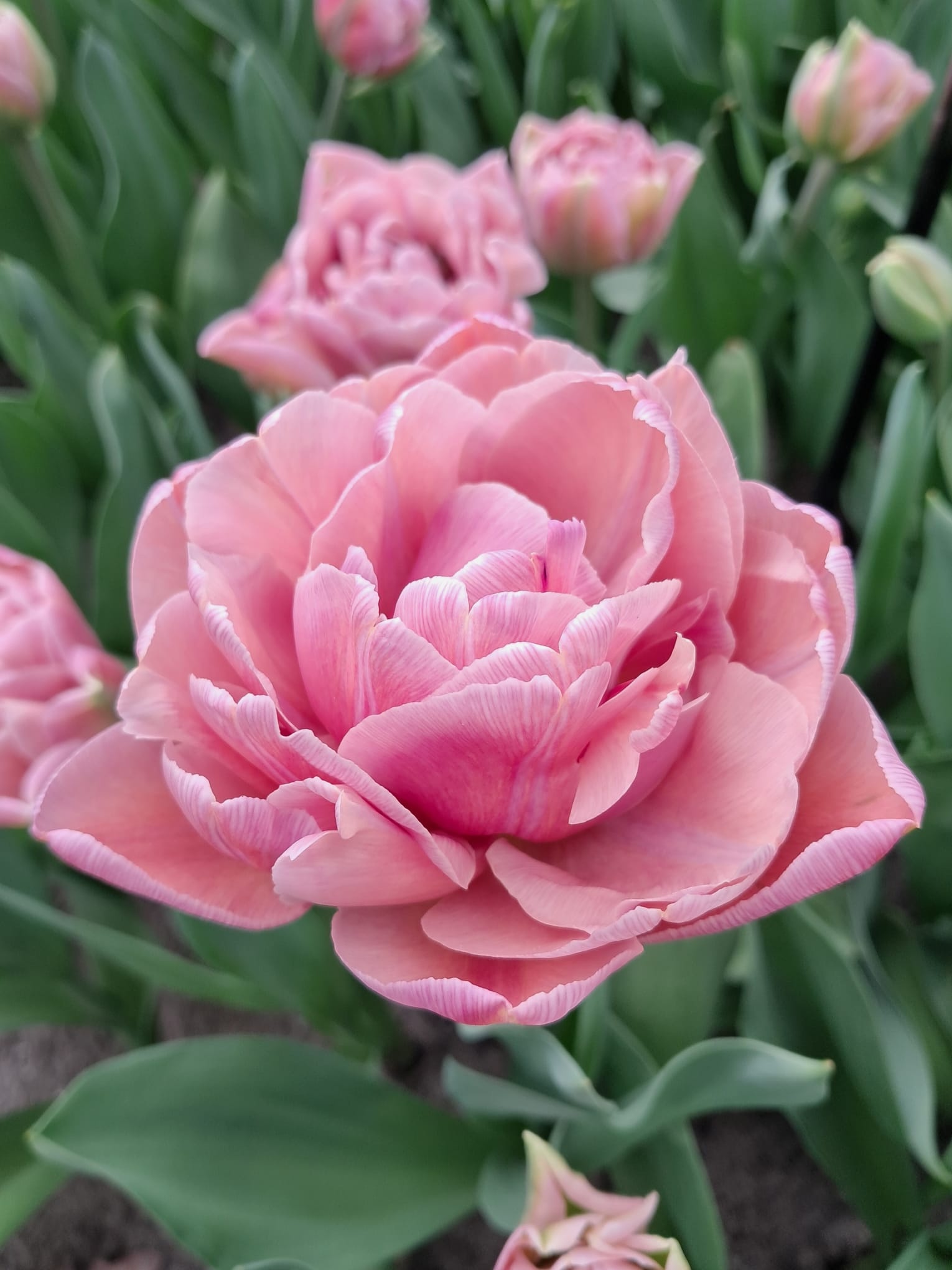 Tulip bulbs Beachberry - new, very exclusive peonyflowering tulip ...