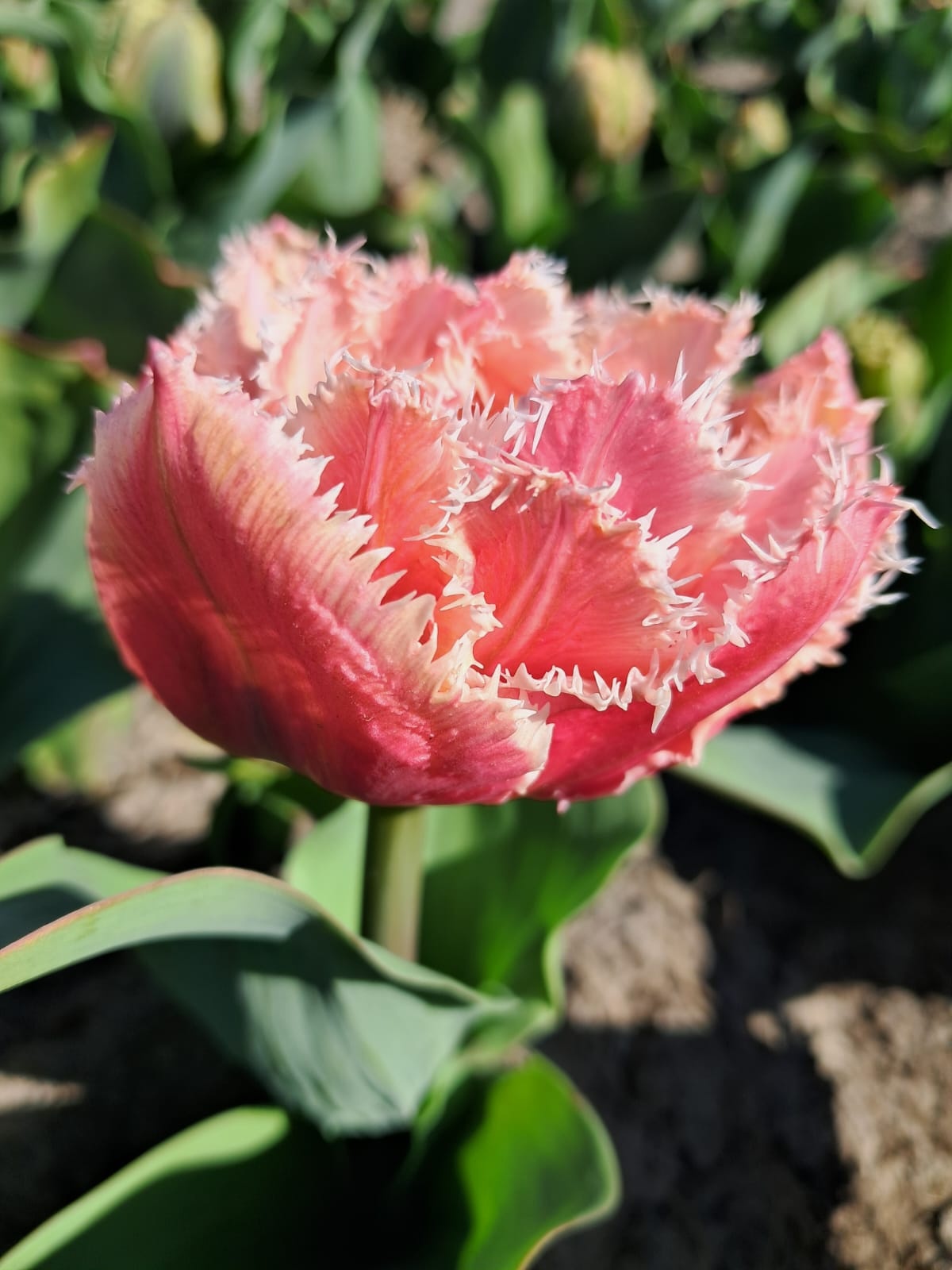 Tulip bulbs Queensland - beautiful fringed peony tulip! - Tulip Store