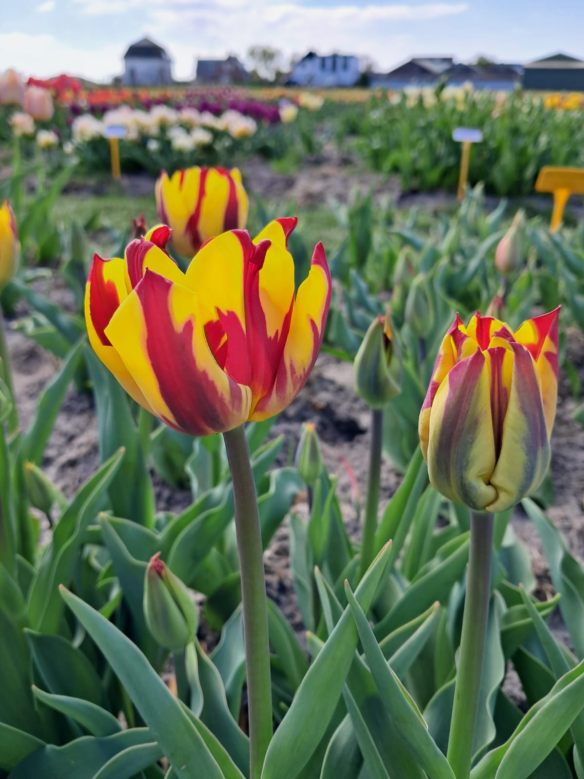 Tulip bulbs Helmar - beautiful flamed Rembrandt tulip! - Tulip Store