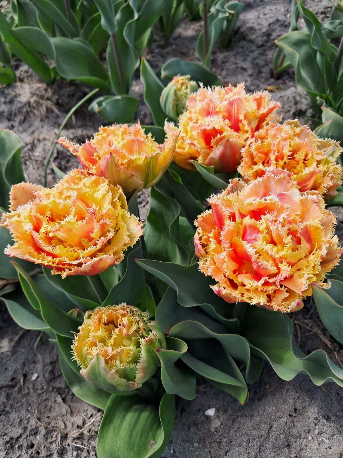 Tulip bulbs Brisbane - new fringed peony tulip! - Tulip Store