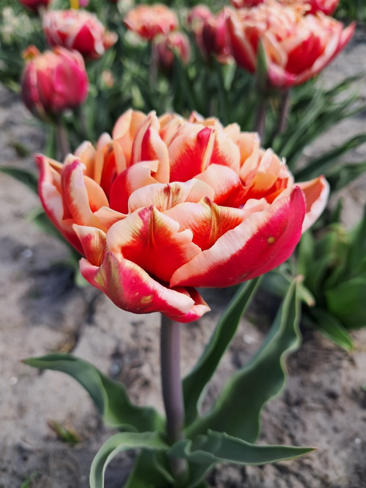 Tulip bulbs Congo - beautiful peony tulip! - Tulip Store