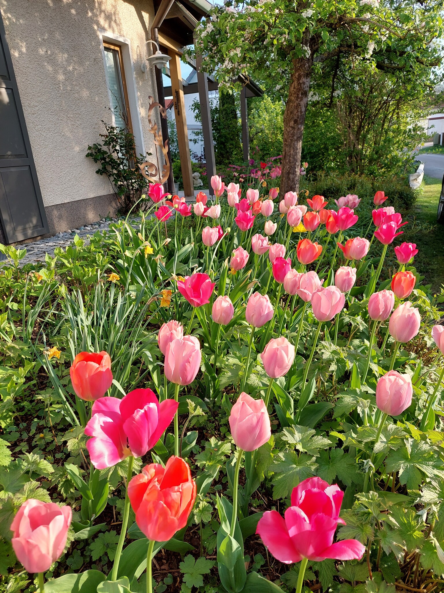 Tulip bulbs Family van Eijk - mixture of large tulips! - Tulip Store