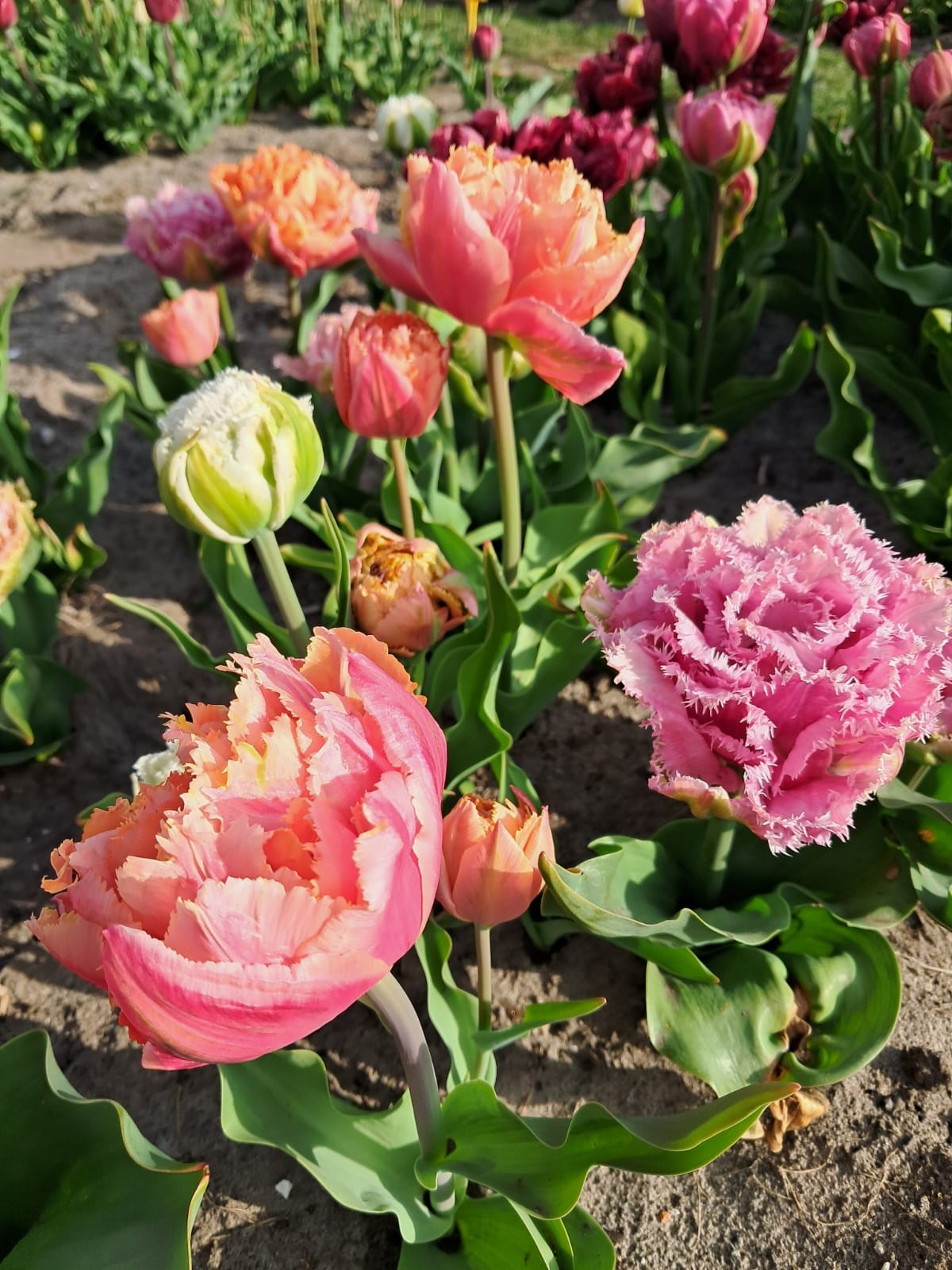 Tulip bulbs Candy Frills - three amazing fringed, peony tulips! - Tulip ...