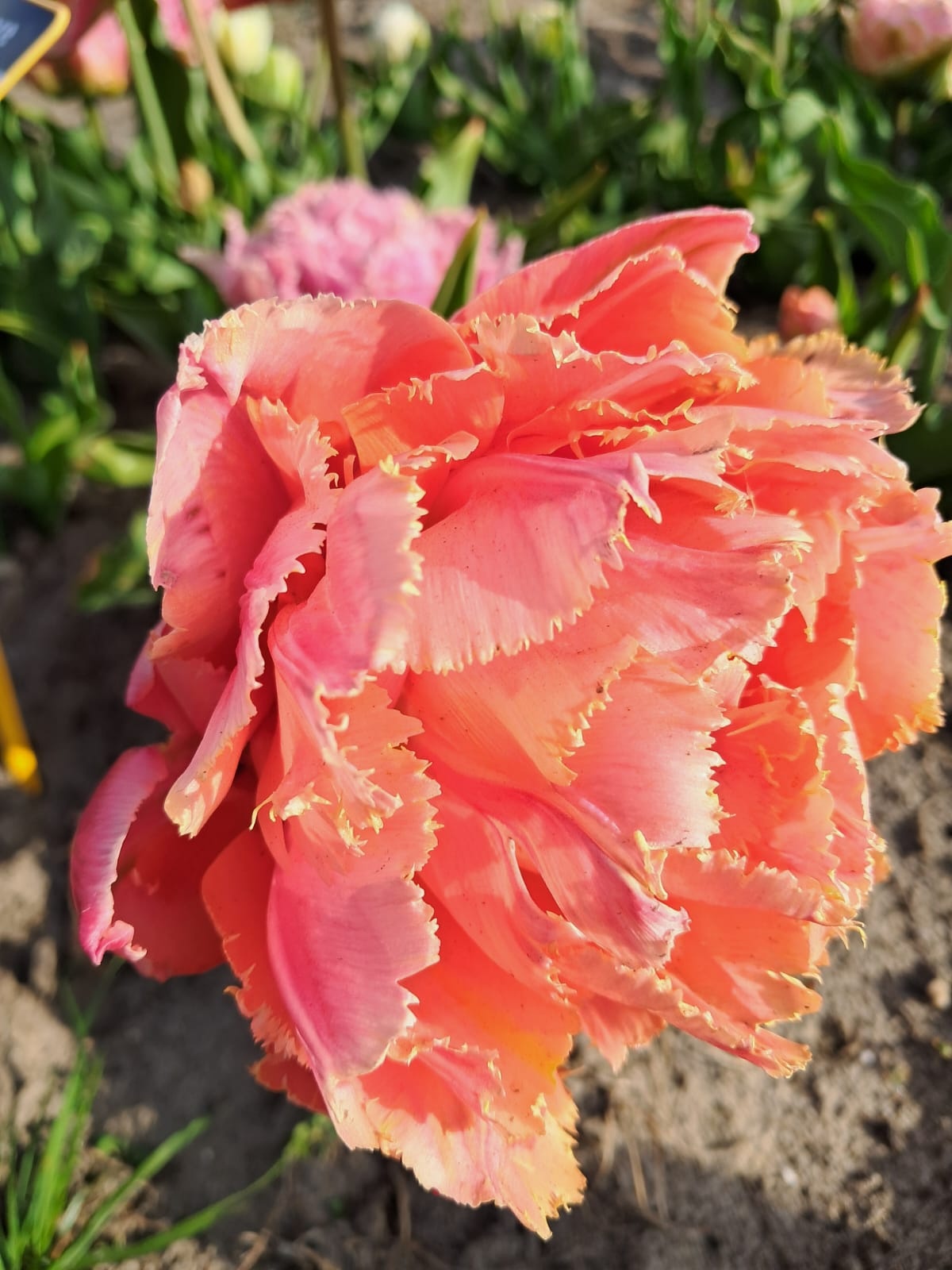 Tulip bulbs Candy Frills - three amazing fringed, peony tulips! - Tulip ...
