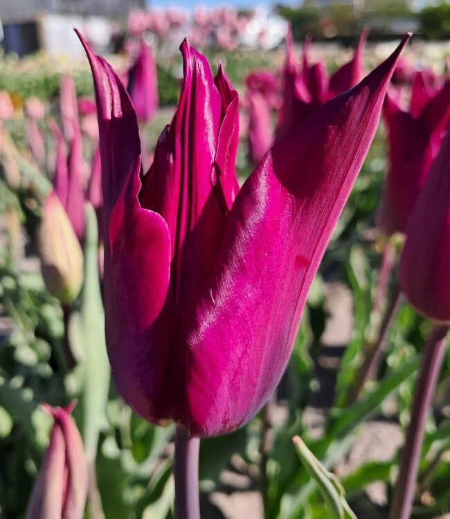 Tulpenbollen Purple Heart - sierlijke, fluweelachtige tulp! - Tulip Store