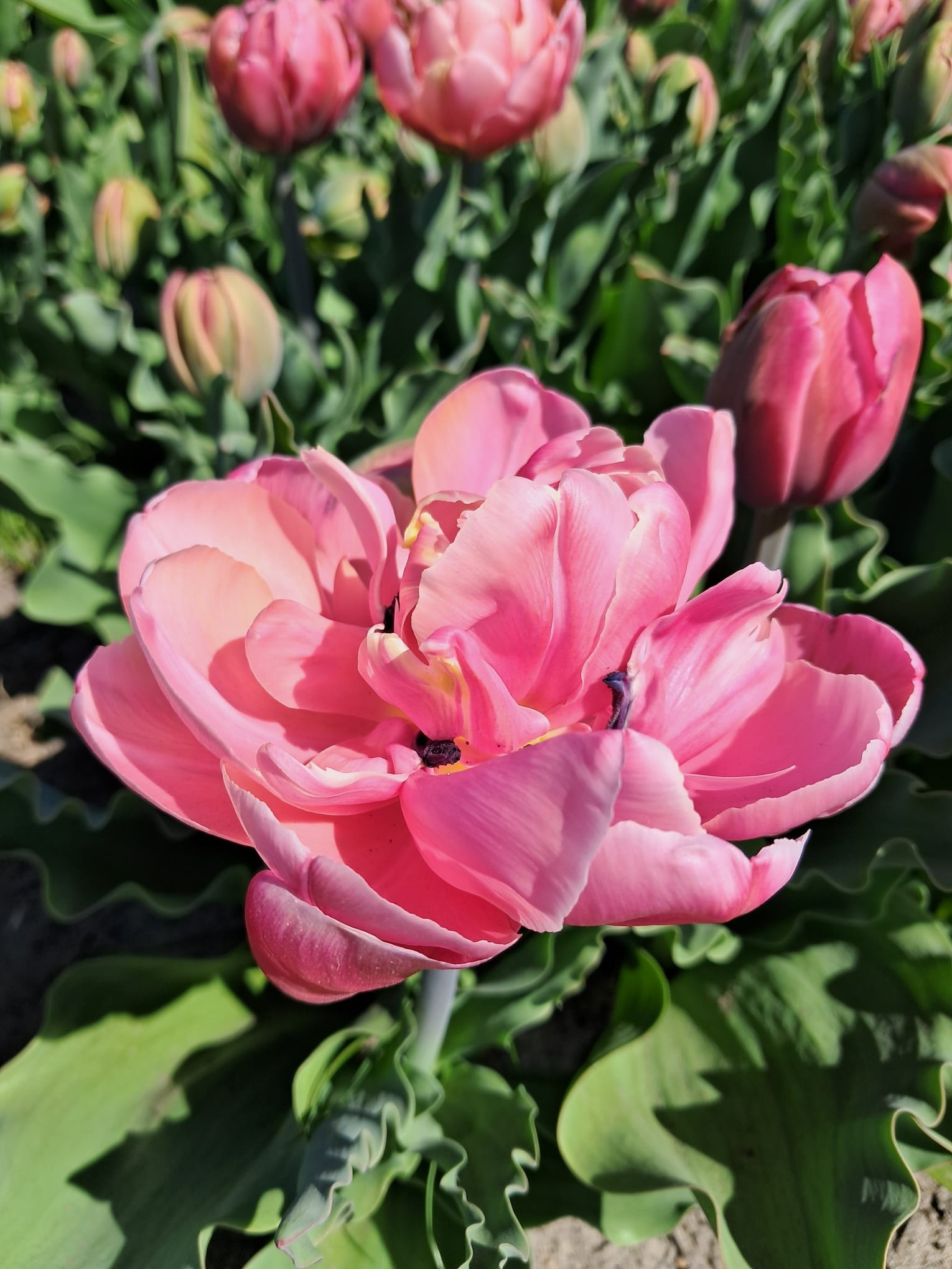 Tulip bulbs Pink Star - beautiful peony tulip! - Tulip Store