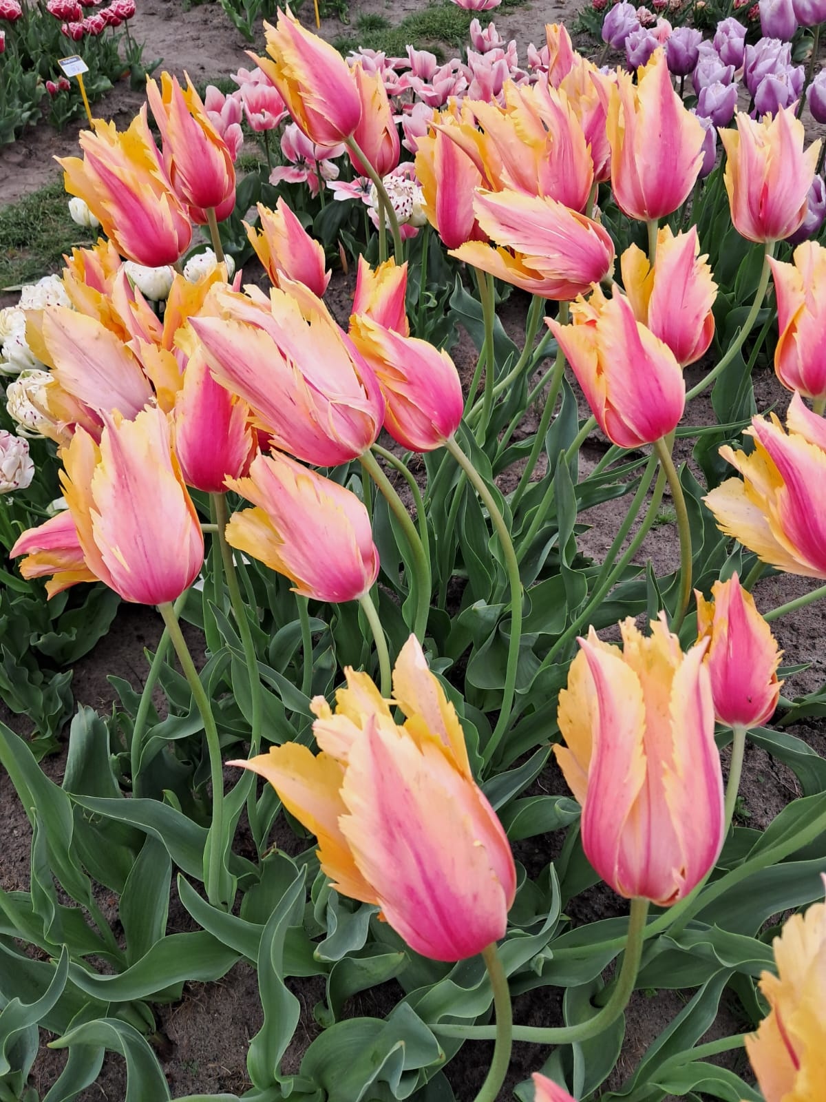 Tulip bulbs Flaming Memory - huge, elegant French tulip! - Tulip Store