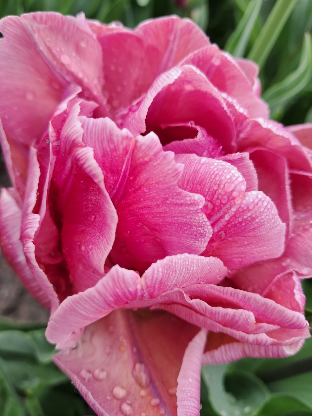 Tulip bulbs Beachberry - new, very exclusive peonyflowering tulip ...