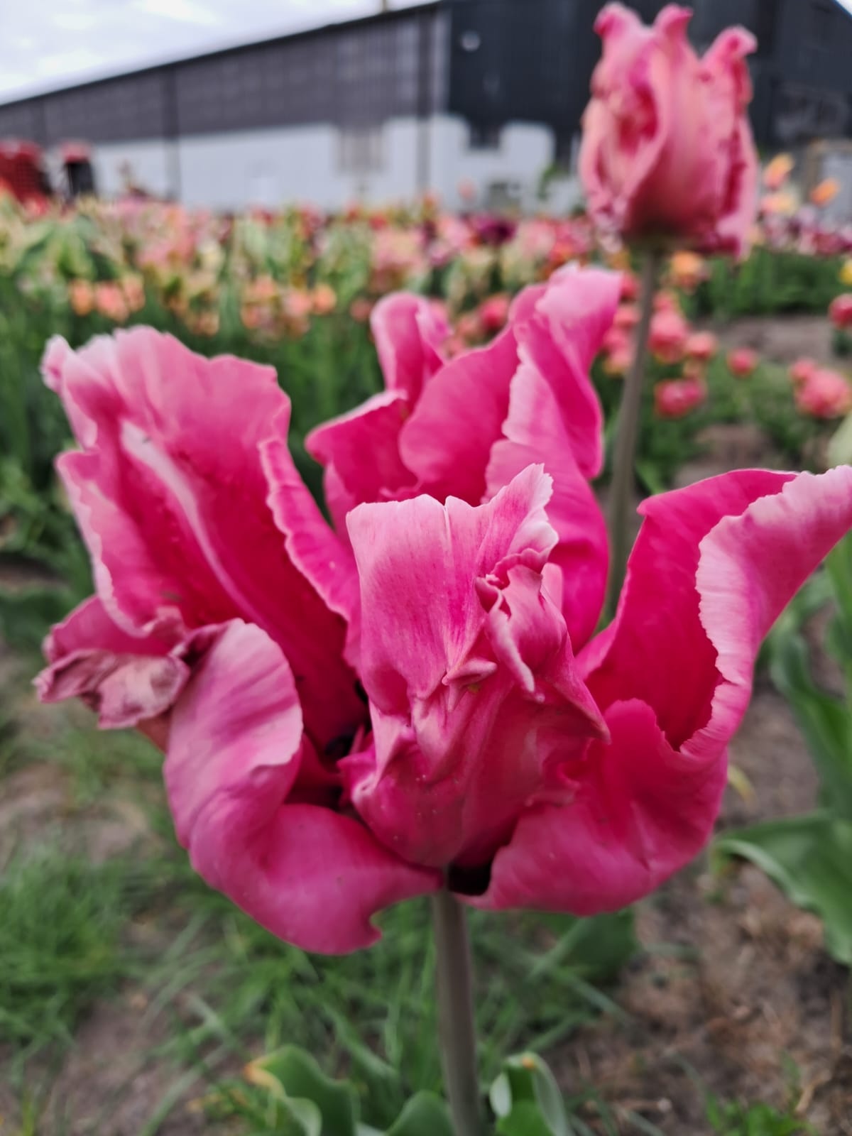 Tulipbulbs Flamingo Queen - very large and exclusive pink tulip ...