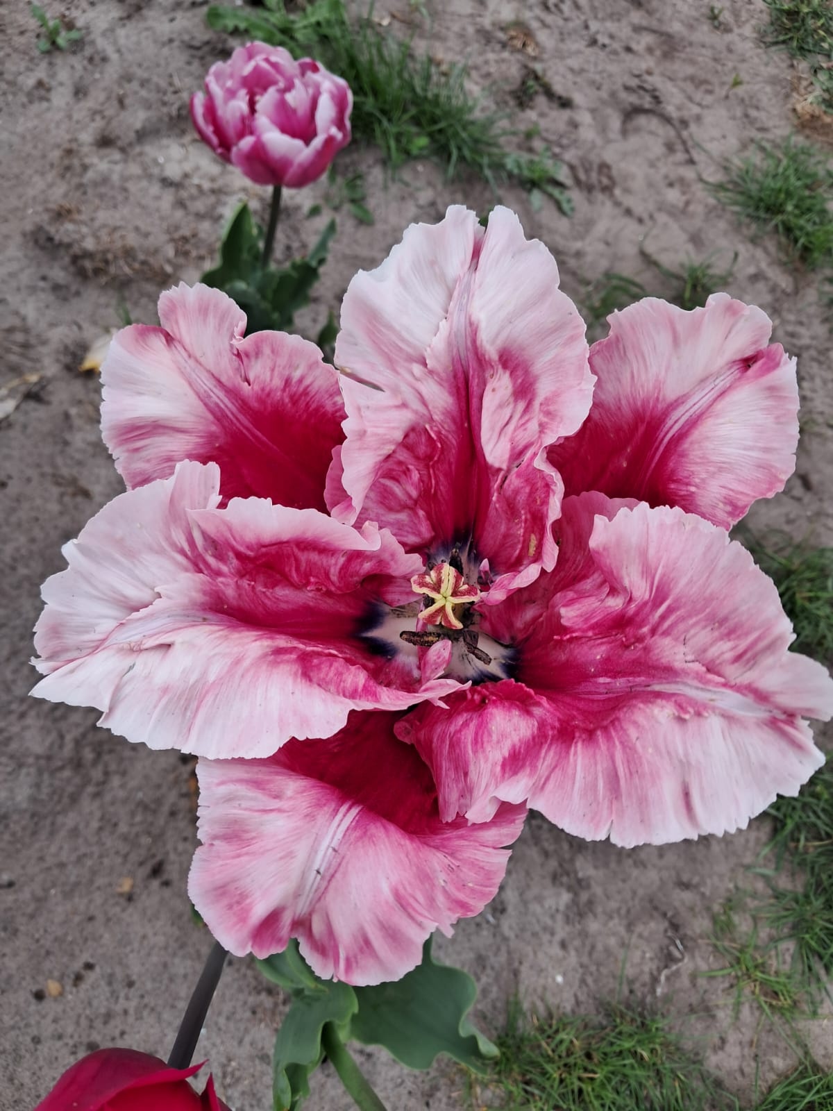 Tulipbulbs Flamingo Queen - very large and exclusive pink tulip ...