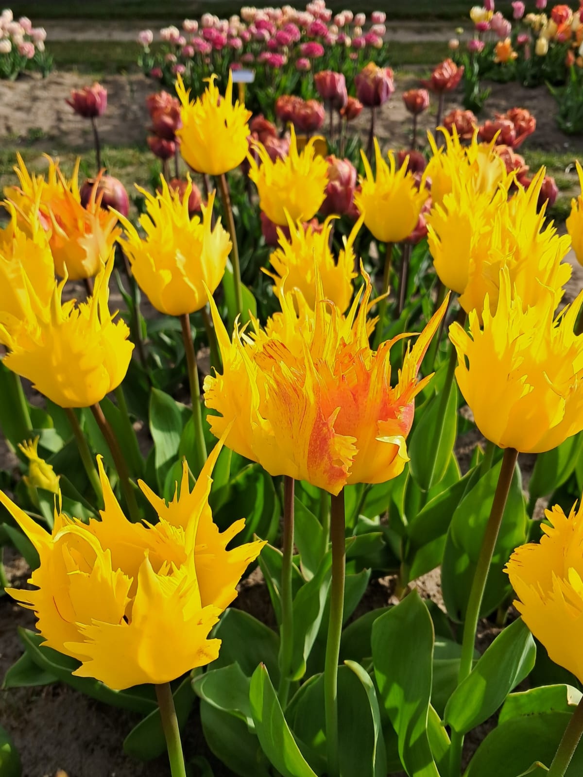 Tulip bulbs Sunny Leo - uniquely shaped yellow tulip! - Tulip Store