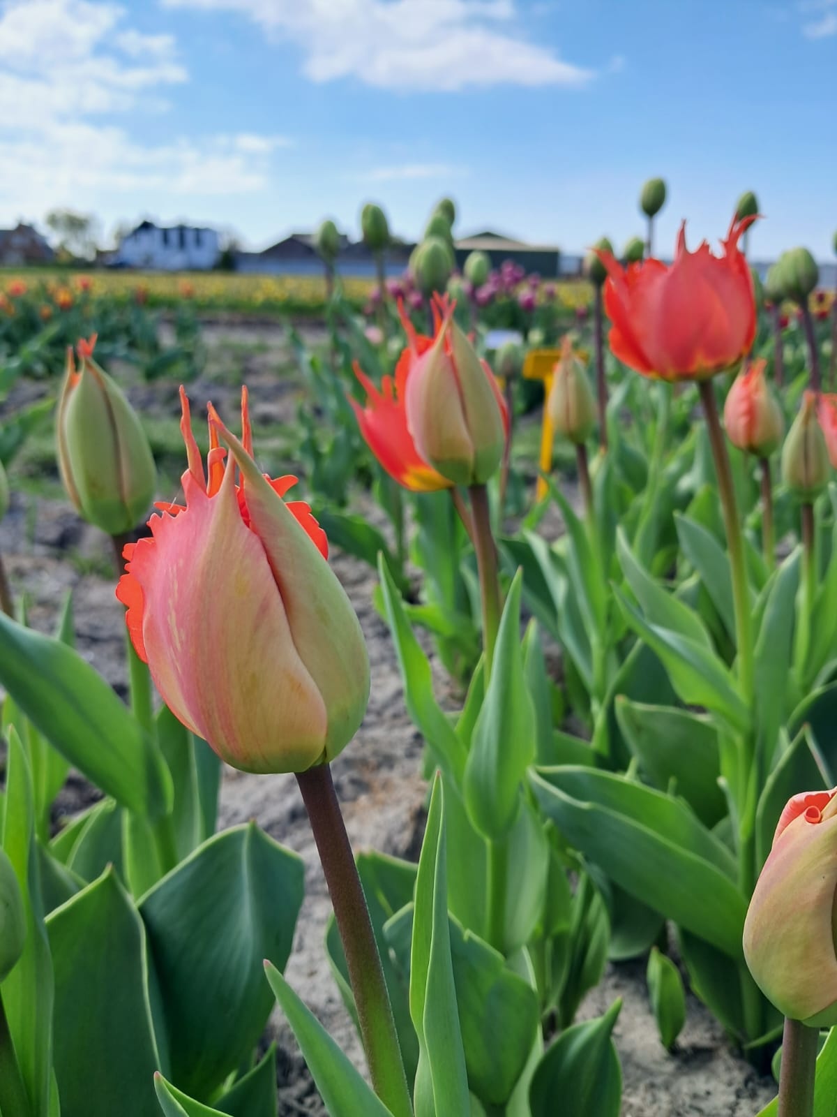 Tulip bulbs Robbedoes - uniquely shaped red tulip! - Tulip Store