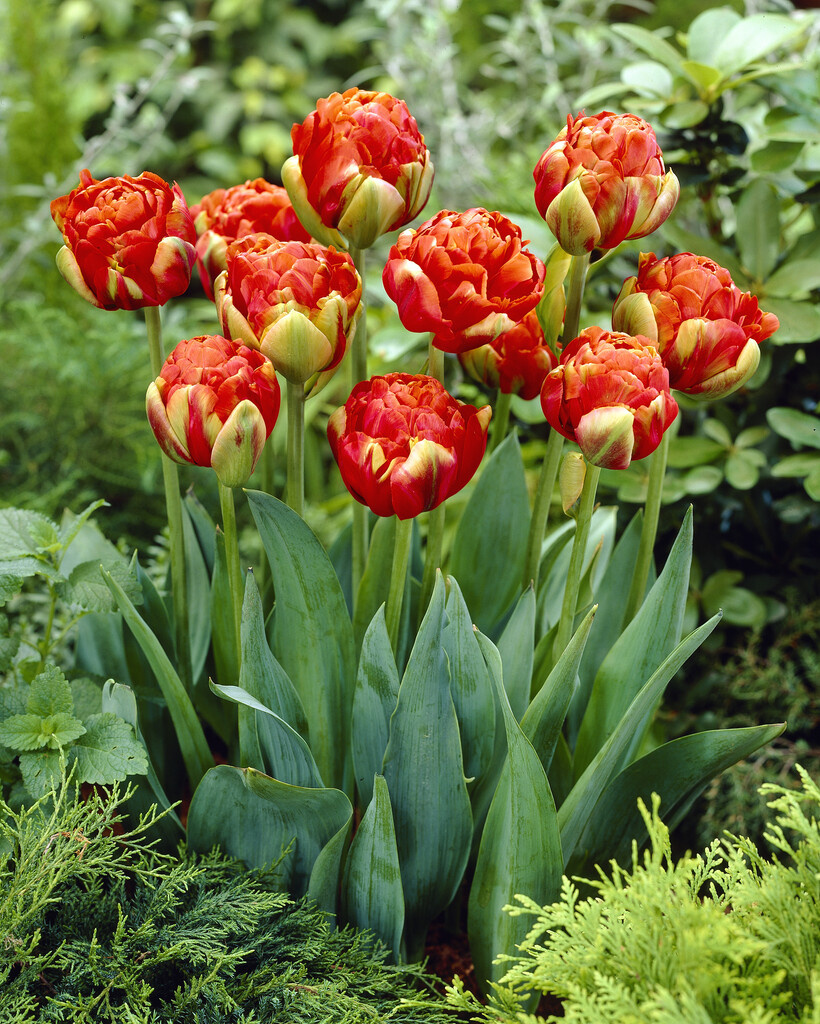 Tulip bulbs Princess Unique - popular, orange peony tulip! - Tulip Store