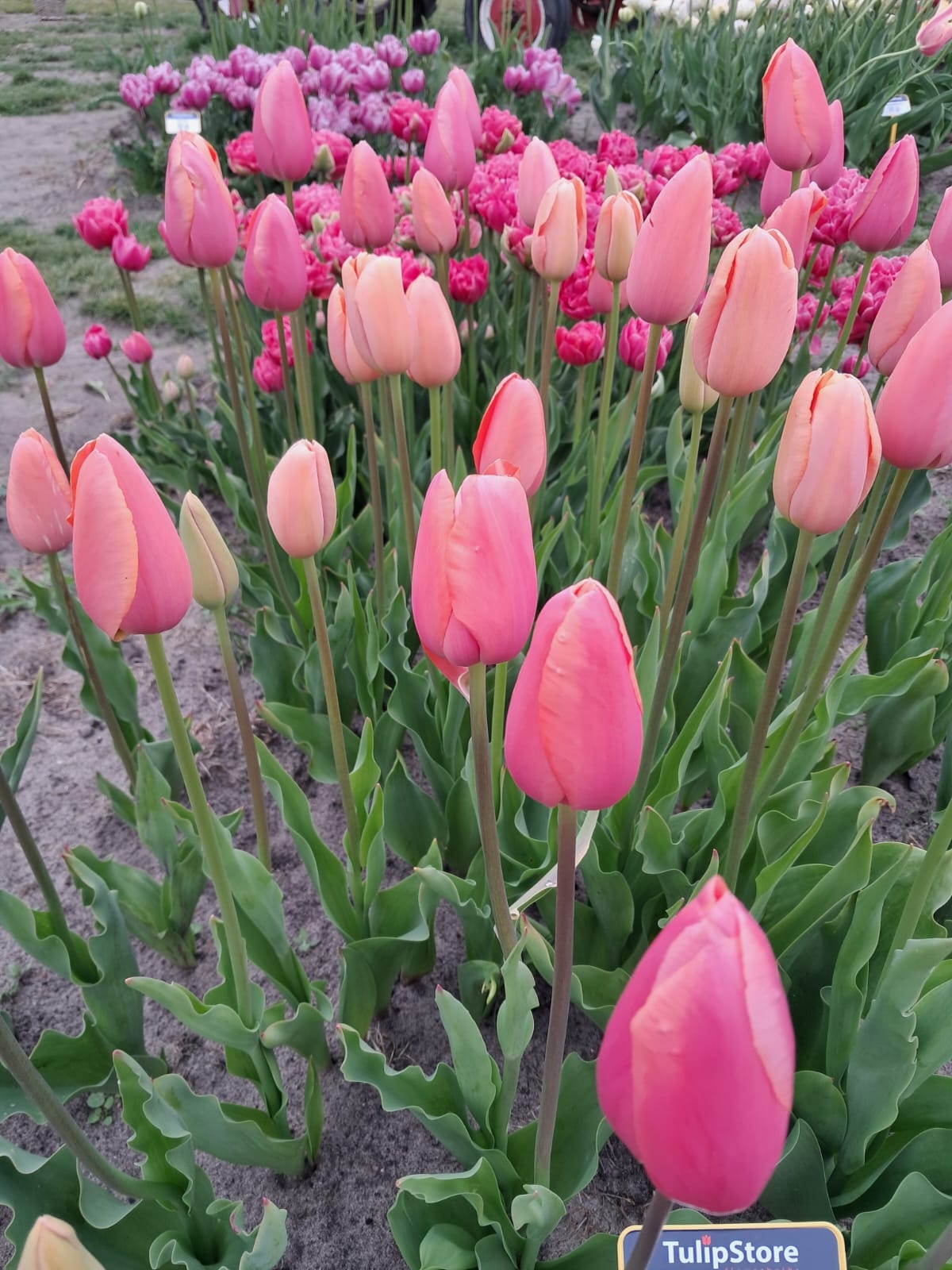 Tulip bulbs Menton - huge, pastel coloured flowers! - Tulip Store