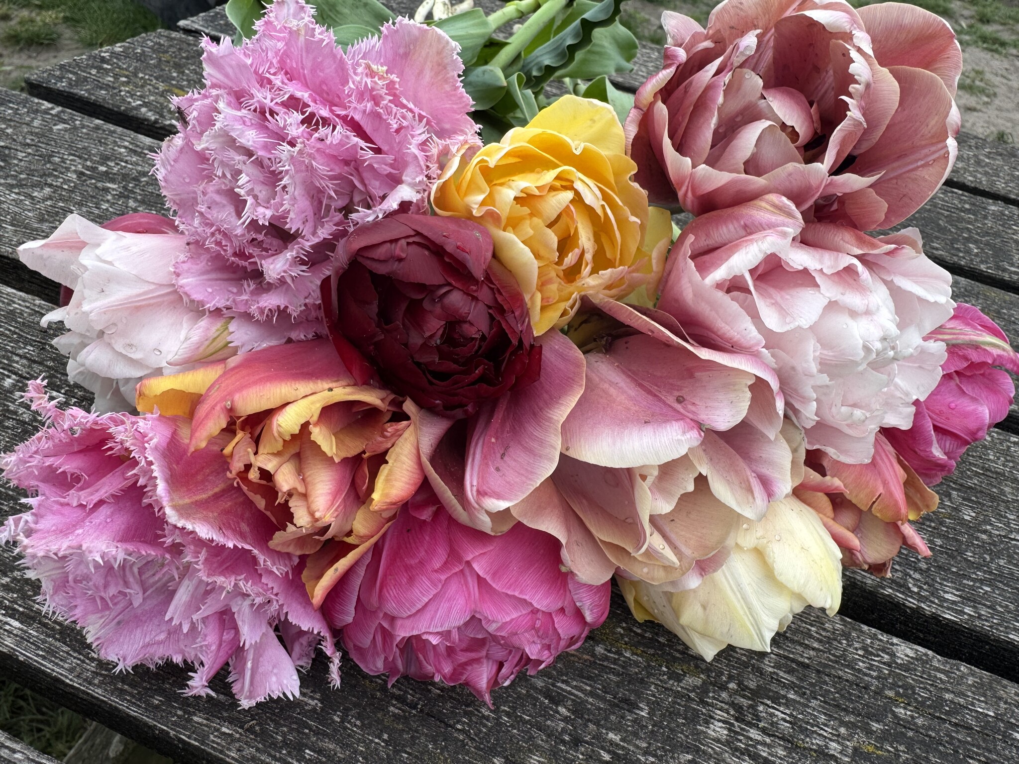 Tulip bulbs Tropical Sunset - exclusive tulipmixture! - Tulip Store