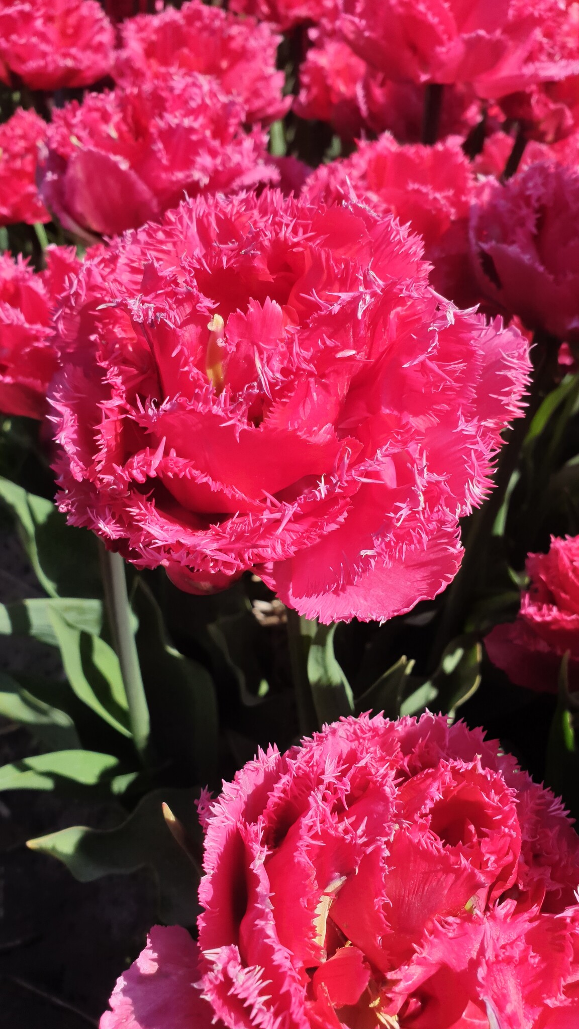 Tulip bulbs Wind of Change - pink, fringed peony tulip! - Tulip Store