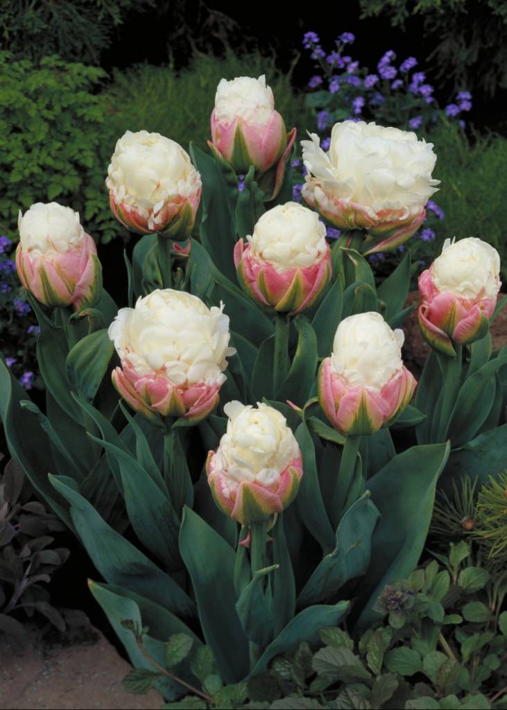 Tulip bulbs Ice Cream - just an delightful ice cream! - Tulip Store