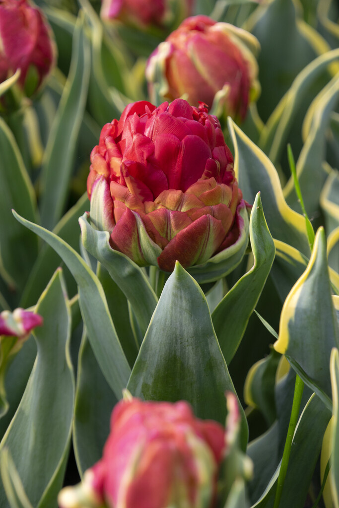 Tulip bulbs Ice Cream Sorbet - a dessert in your garden! - Tulip Store
