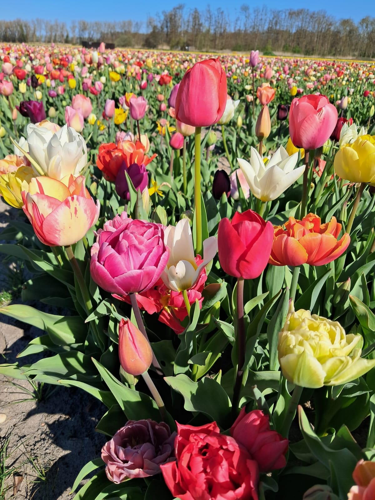 Tulip bulbs Color Parade - a beautiful mixture of tulips! - Tulip Store