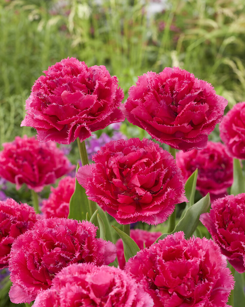 Tulip bulbs Wind of Change - pink, fringed peony tulip! - Tulip Store