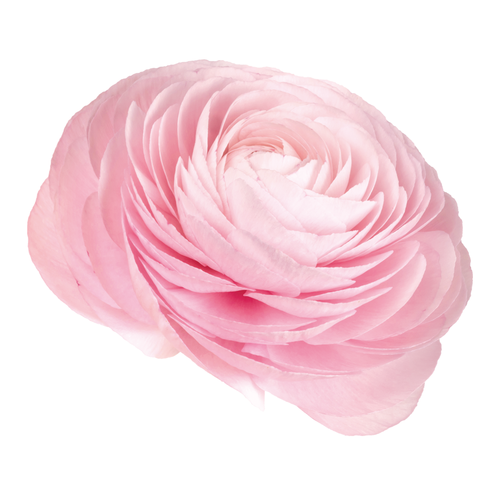 Ranunculus Cloni Succes® Lady