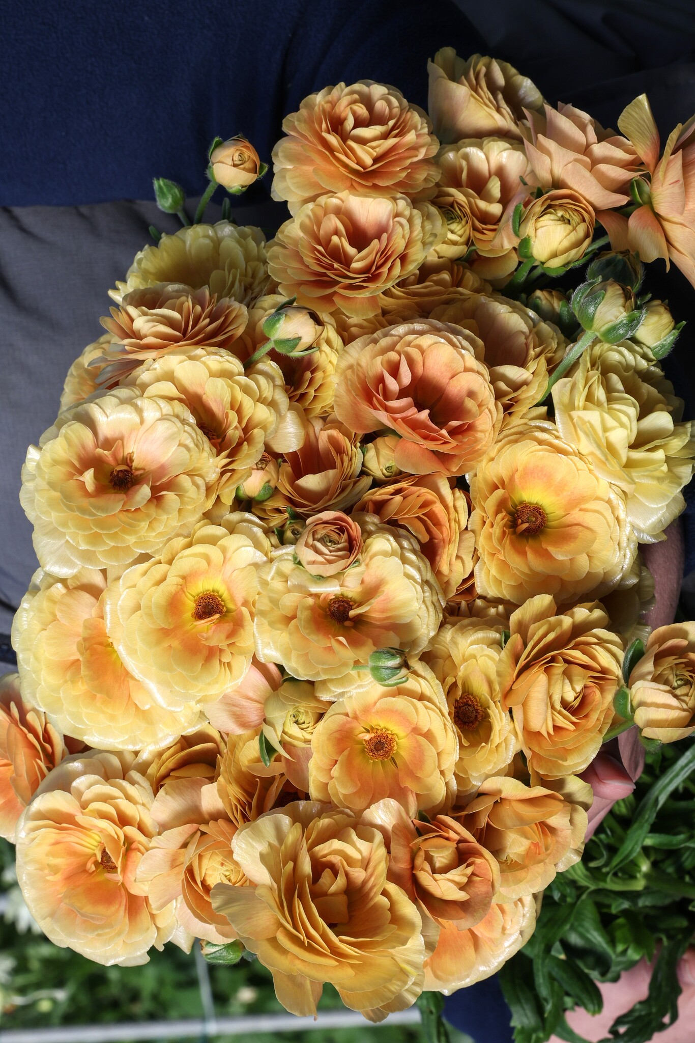 Ranunculus Moderna® Miele - exclusive and wonderful! - Tulip Store