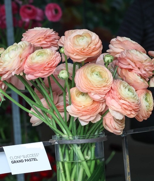 Ranunculus Cloni Succes® Grand Pastel - exklusive und beliebt! - Tulip ...