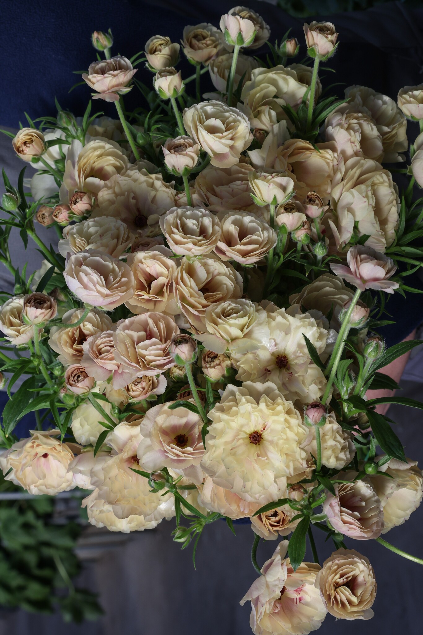 Ranunculus Moderna® Cappuccino - exclusive and wonderful! - Tulip Store