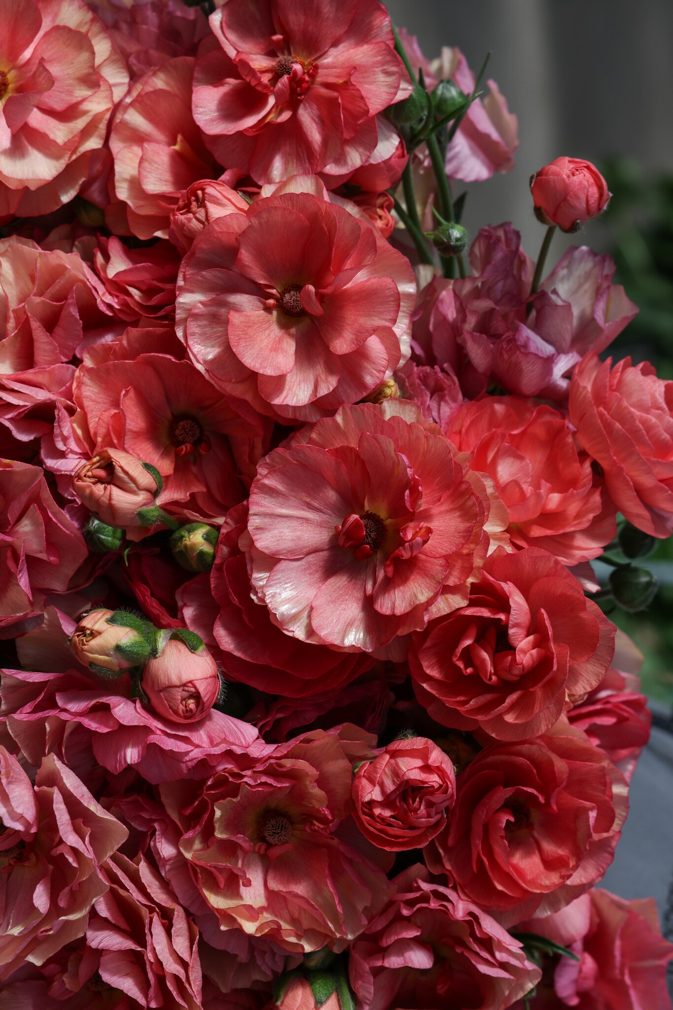 Ranunculus Moderna® Epoque - exclusive and wonderful! - Tulip Store