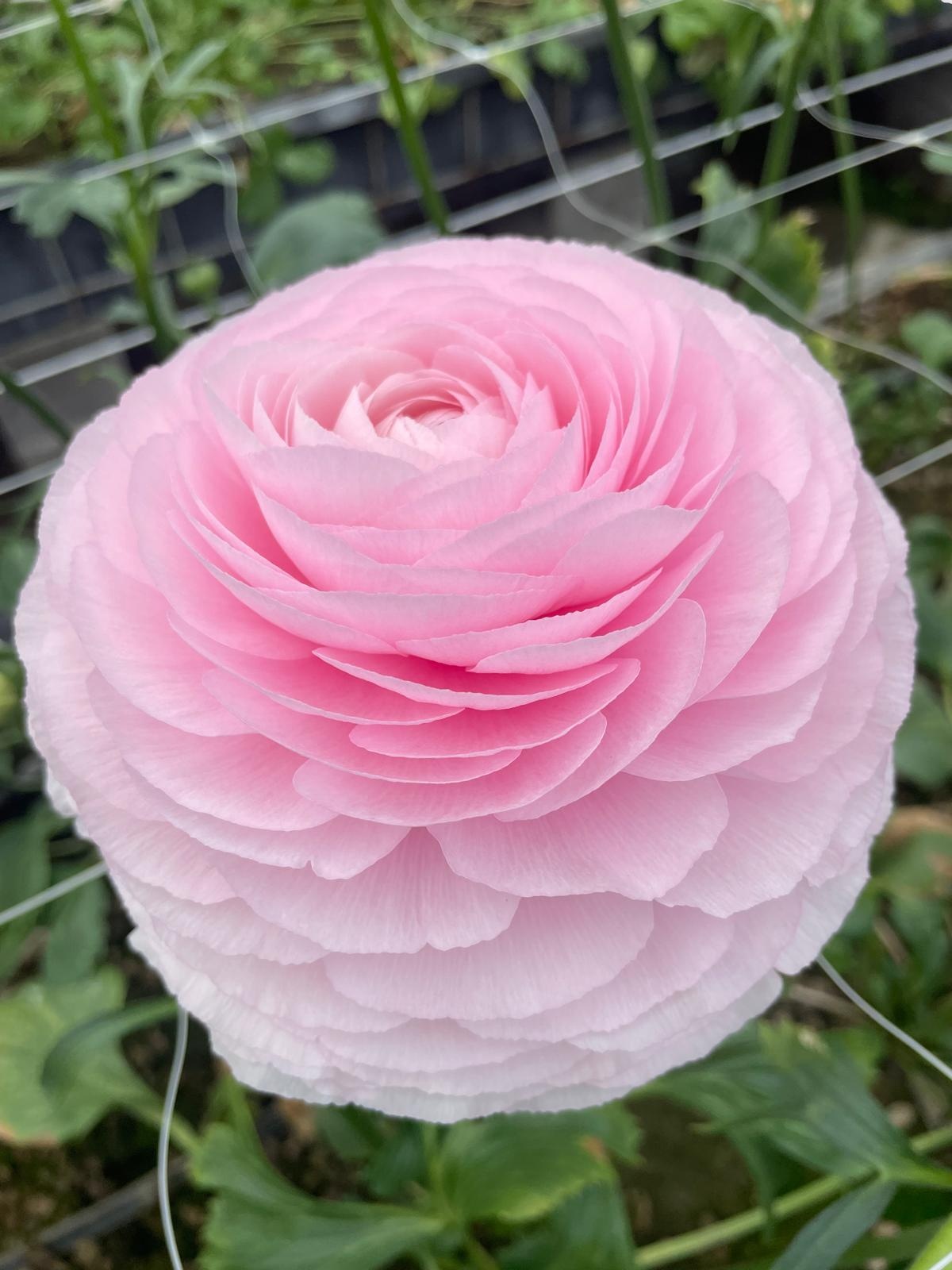 Ranunculus Cloni Succes® Lady