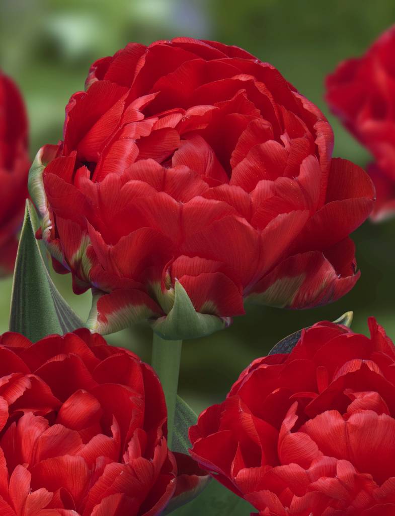 Tulip bulbs Red Wood - beautiful red, peony tulip! - Tulip Store