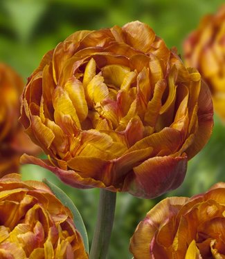 Tulip bulbs Bonfire Toffee - a luxury mixture of tulips! - Tulip Store