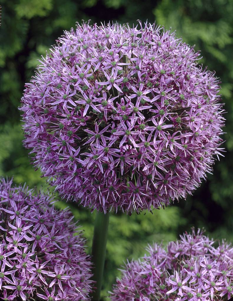 Alliumbollen Gladiator - hele grote, lilapaarse sierui! - Tulip Store