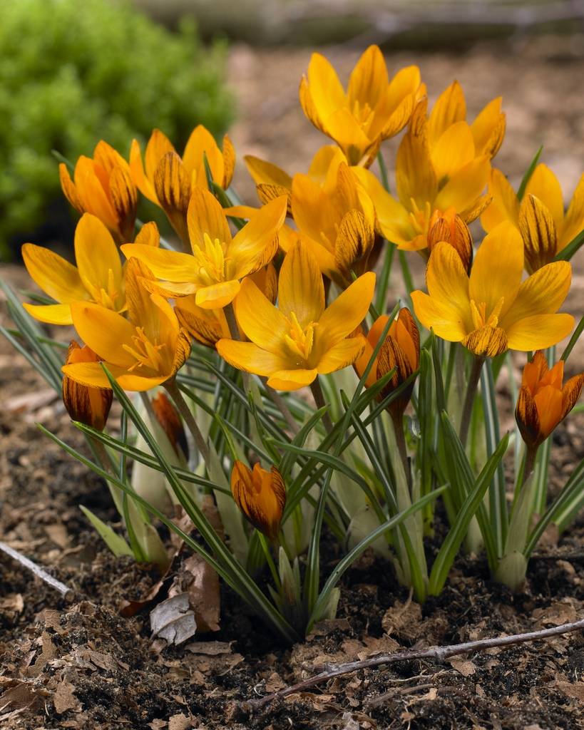 Crocus bulbs Orange Monarch - special orange crocus! - Tulip Store