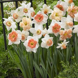Alle narcissen - Tulip Store