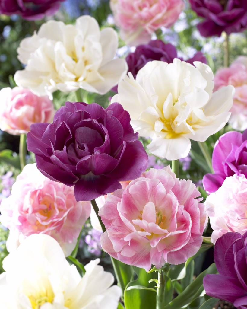 Tulpenbollen Angelique - gewilde lichtroze pioentulp! - Tulip Store