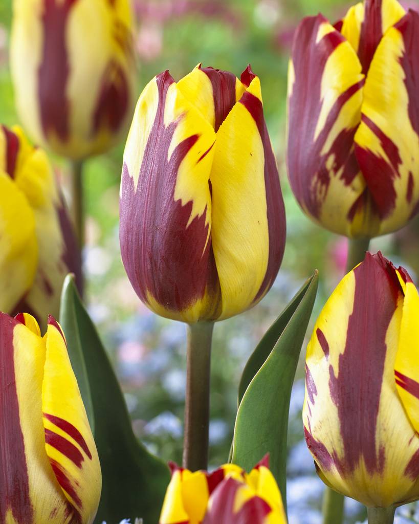 Tulip bulbs Helmar - beautiful flamed Rembrandt tulip! - Tulip Store