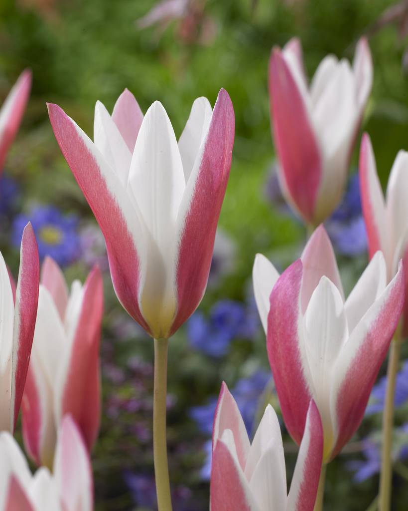 Tulpenbollen Lady Jane - roze/witte verwilderende tulp! - Tulip Store